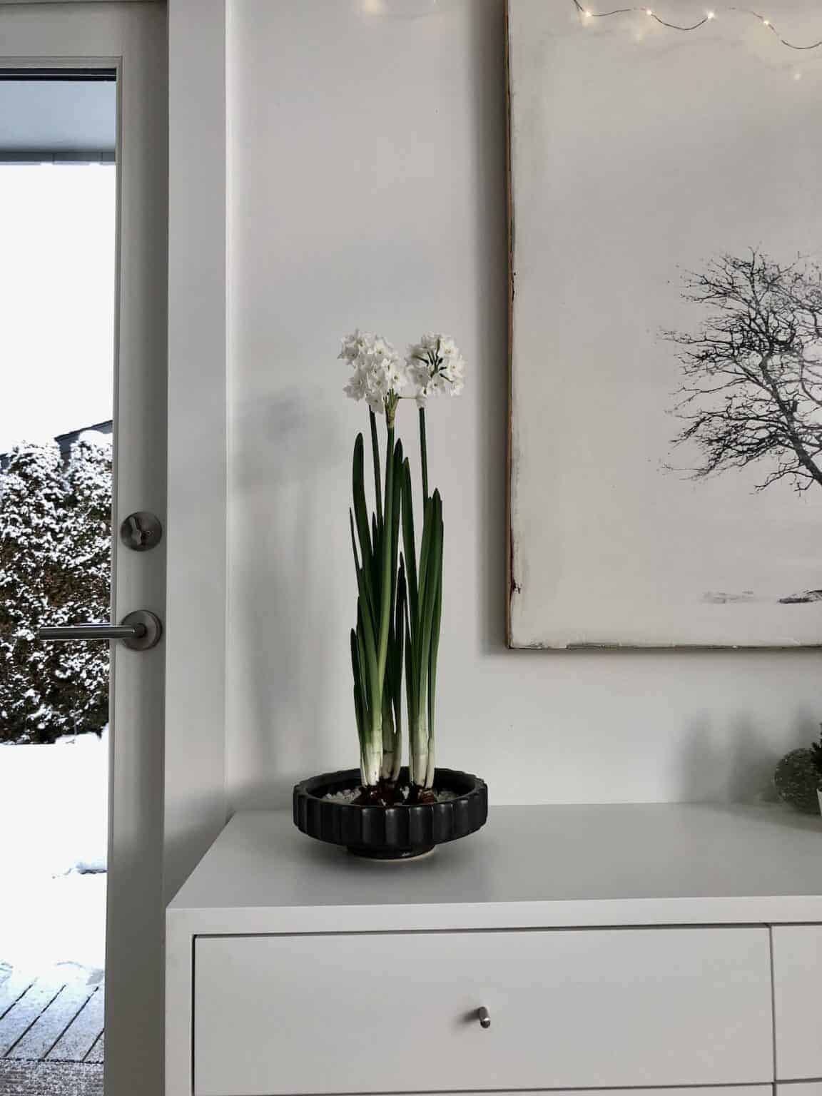 Mastering paperwhites care 🌿💡 Uncover tips for thriving blooms!