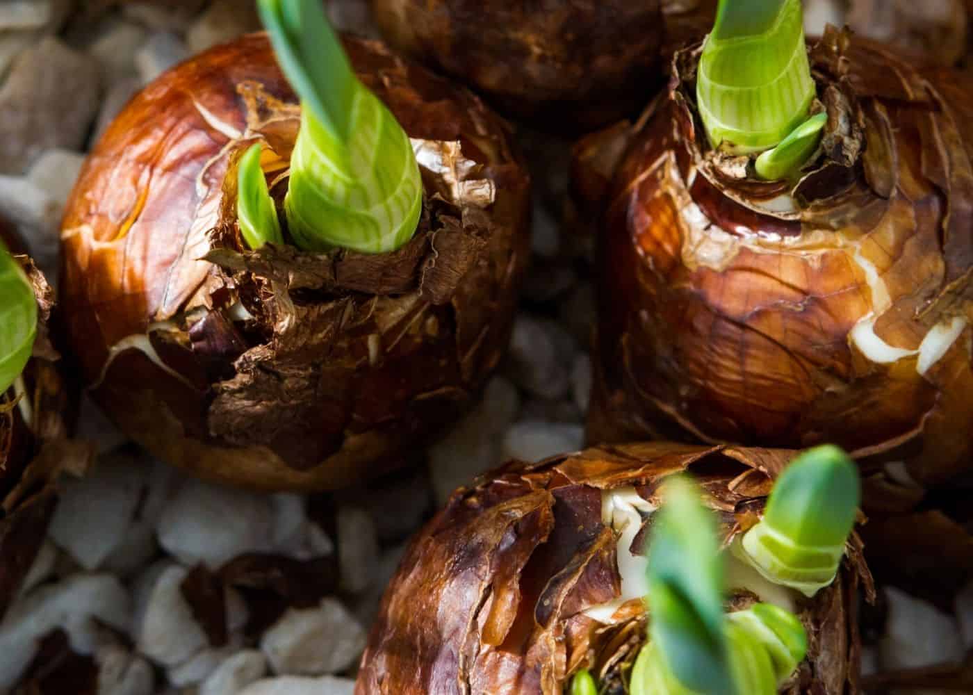 Uncover the beauty of the paperwhite flower 🌼💖 Essential knowledge and ...