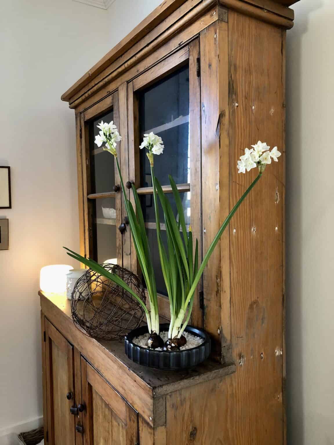 Mastering paperwhites care 🌿💡 Uncover tips for thriving blooms!