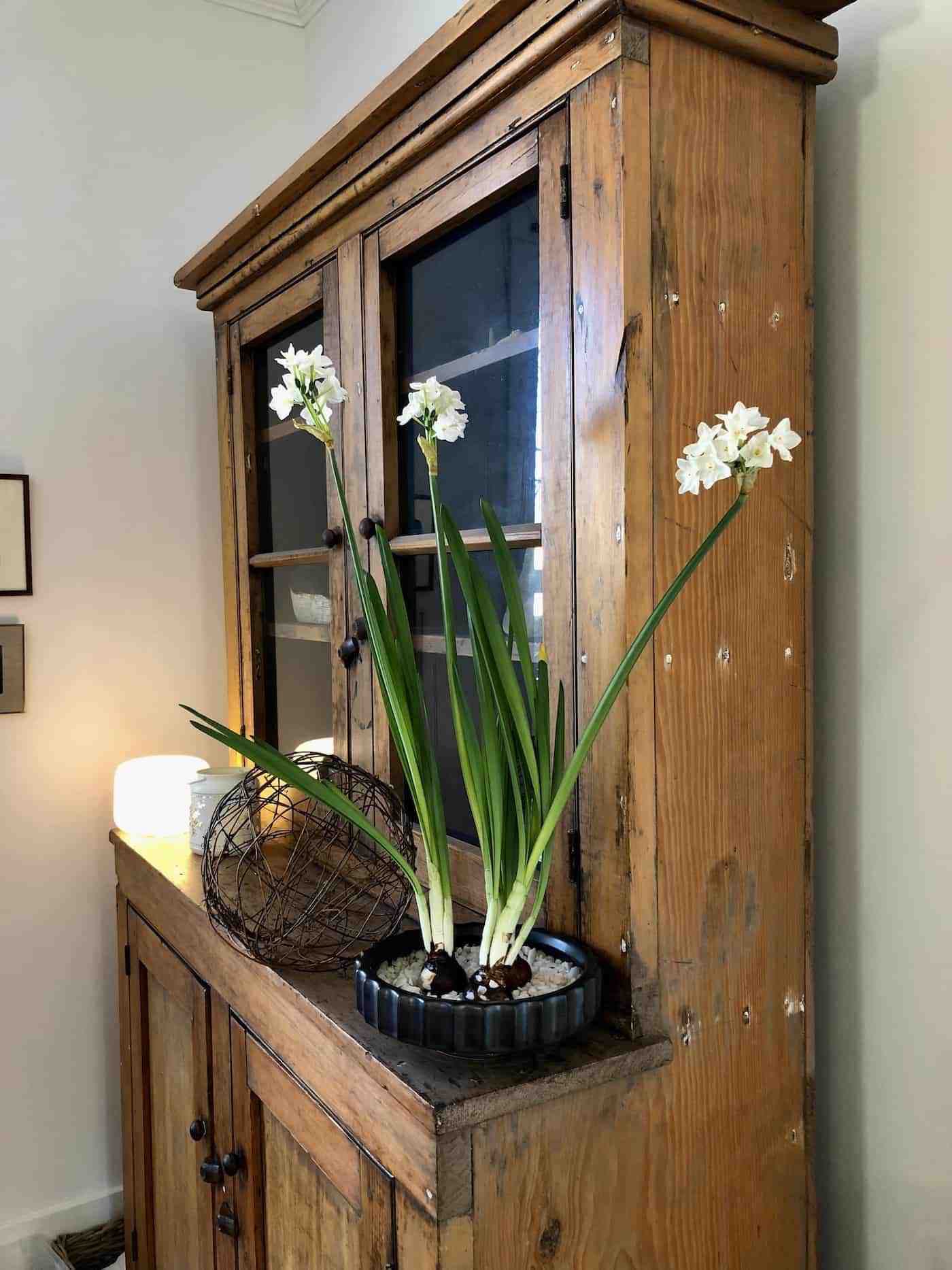 Mastering paperwhites care 🌿💡 Uncover tips for thriving blooms!