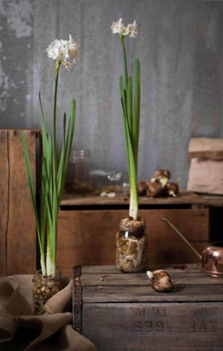 Uncover the beauty of the paperwhite flower 🌼💖 Essential knowledge and ...