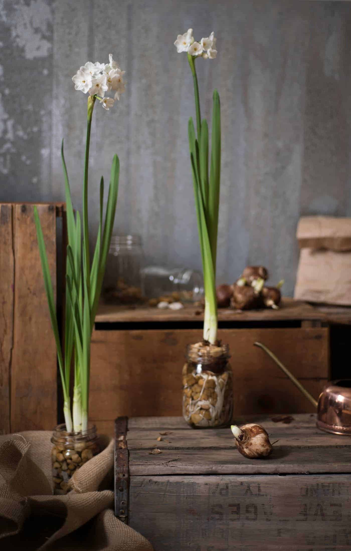 Uncover the beauty of the paperwhite flower 🌼💖 Essential knowledge and ...