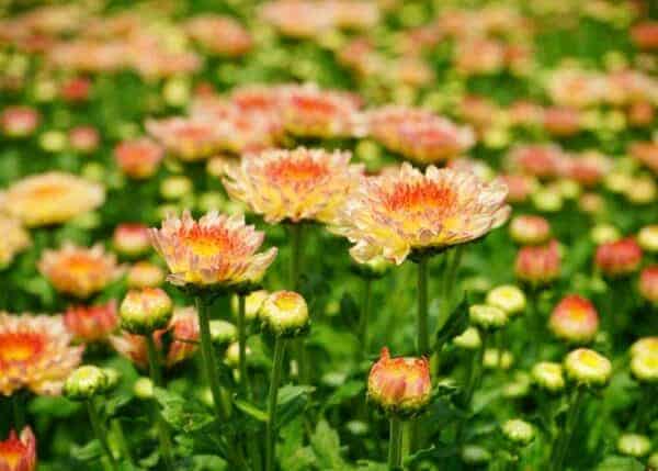 Growing perennial mums in your garden 🌸 🌿 Discover the joys of these ...