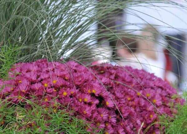 Growing perennial mums in your garden 🌸 🌿 Discover the joys of these ...