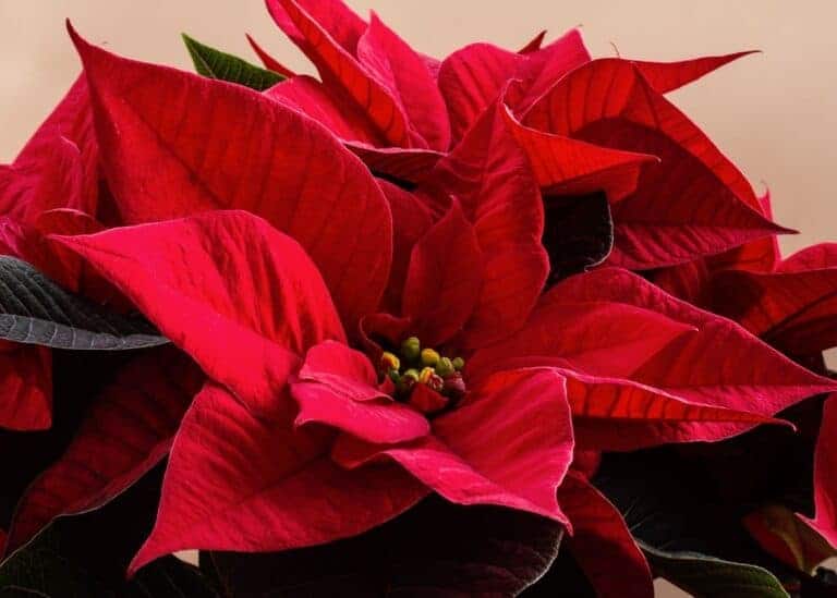 21 Christmas plants ???? ???? Dive into a world of festive flora and joy!