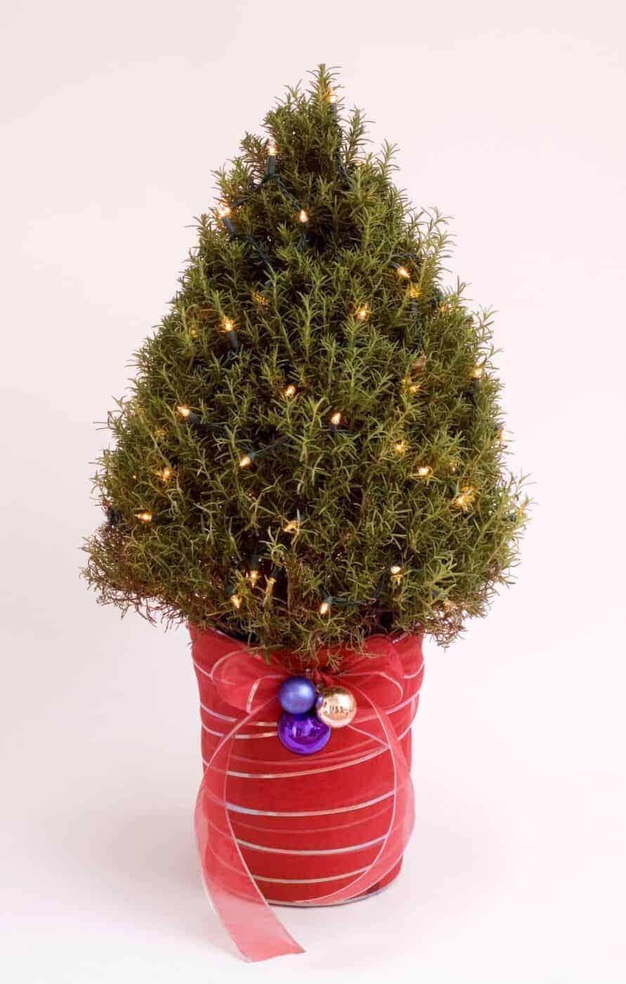 Rosemary Christmas Tree Plants