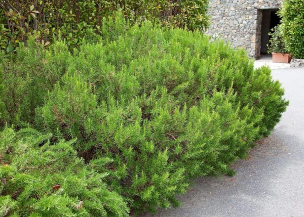 Rosemary Hedge рџњї рџќѓ Creating Aromatic Borders For Your Garden
