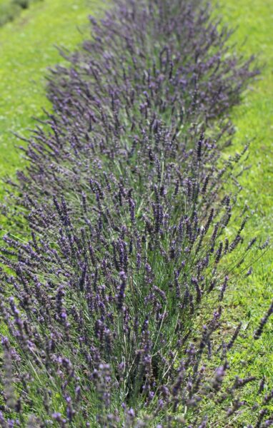 Lavender hedge 🌸 🌿 A fragrant and beautiful addition to your landscape