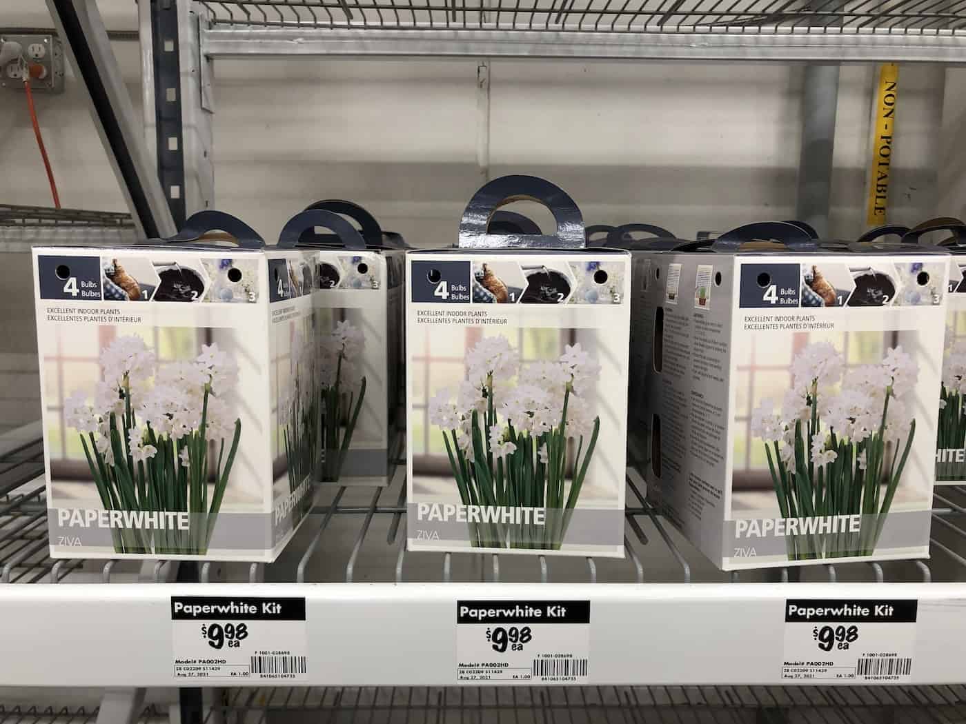 Uncover the beauty of the paperwhite flower 🌼💖 Essential knowledge and ...