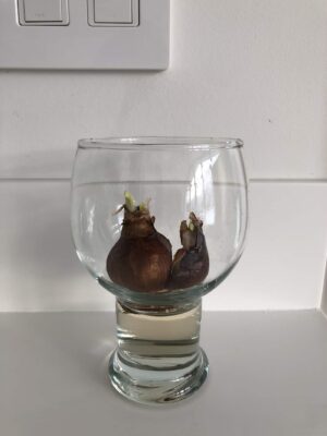 Growing paperwhites in water 🌱 💦 Unveil the magic behind hydroponic blooms!