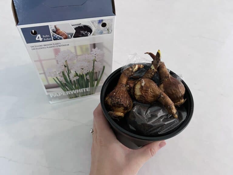 Mastering the art of forcing paperwhites 🌼 💡 Unlock the secrets to ...