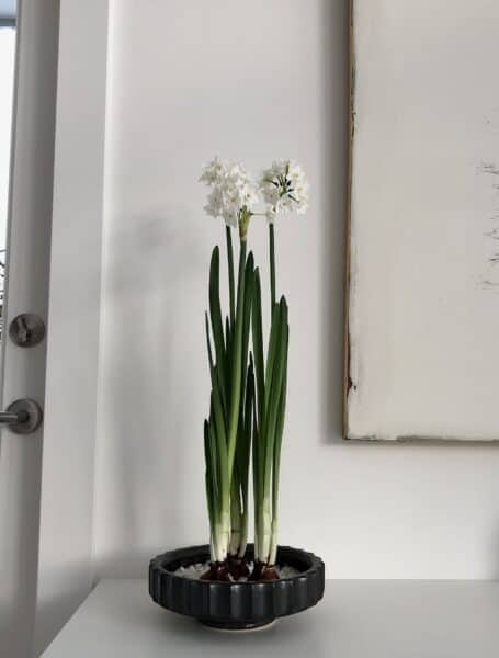 How to plant paperwhite bulbs 💡🌸 Make your garden a fragrant paradise!