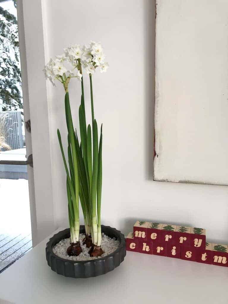 Growing beautiful paperwhites for Christmas 🎄 Learn how to cultivate ...