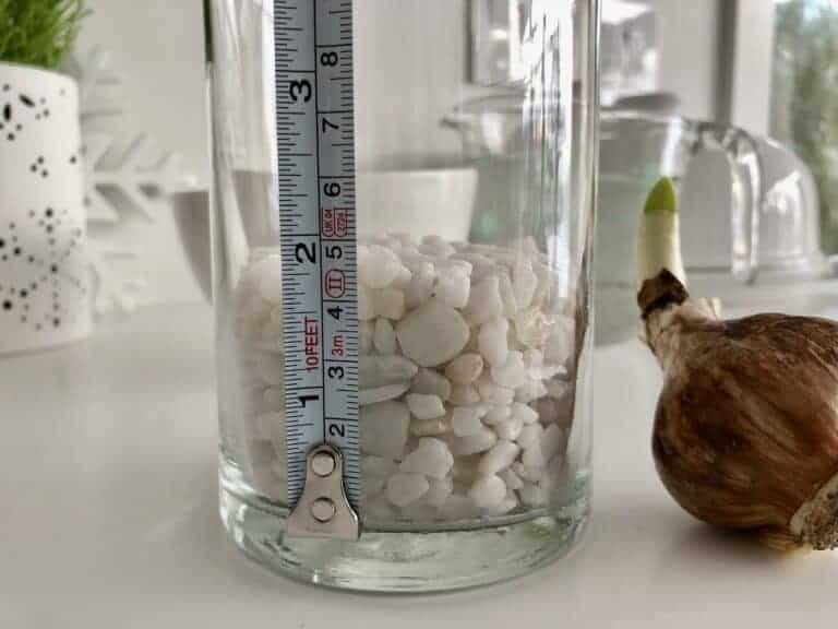 How to plant paperwhite bulbs 💡🌸 Make your garden a fragrant paradise!