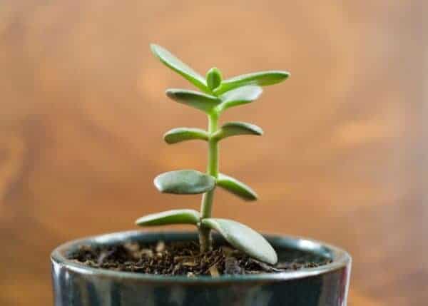 How to propagate jade plant 🌱 🔄 Step-by-step guide to multiplying your ...