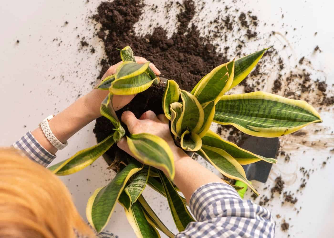 How to propagate snake plant 🌱 ️ Secrets for multiplying your Sansevieria