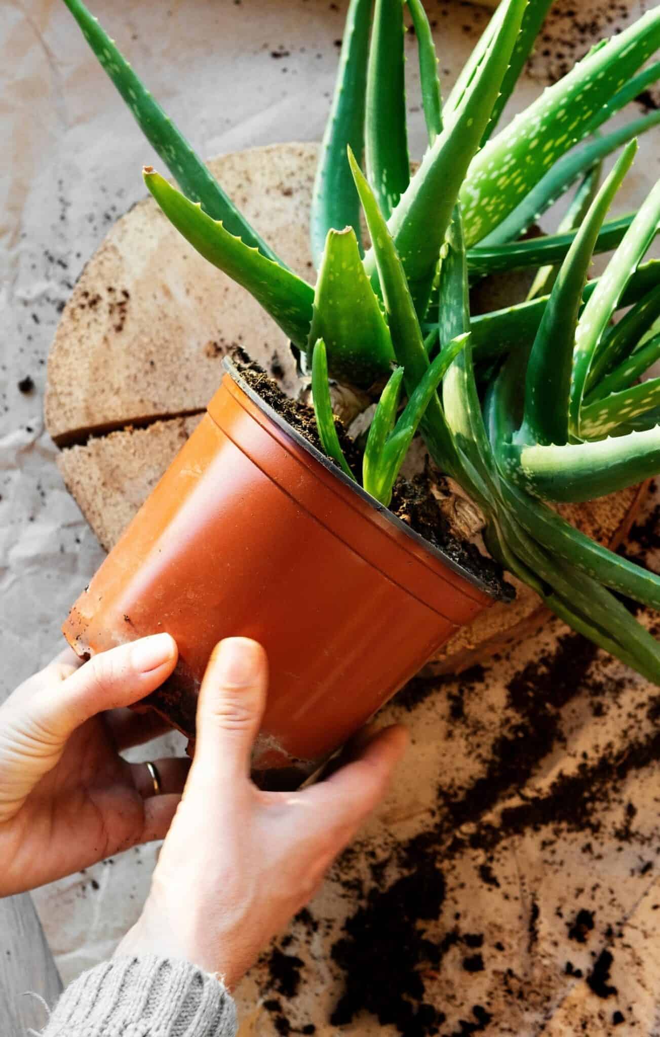 How to propagate aloe 🌱🌵 Master the art of multiplying this healing ...