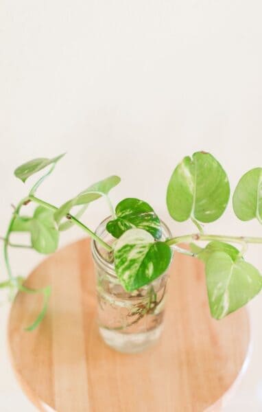 How to propagate pothos 🌿 ️ Discover the steps to multiply your lush ...