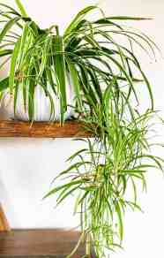 Best Flower Pot For Spider Plants Best Flower Pot For Spider Plants