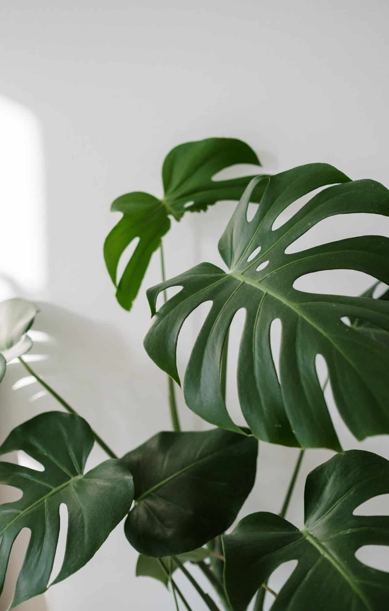 How to propagate Monstera 🌿 🌱 A step-by-step guide to multiplying this ...