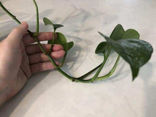 How to propagate pothos 🌿 ️ Discover the steps to multiply your lush ...