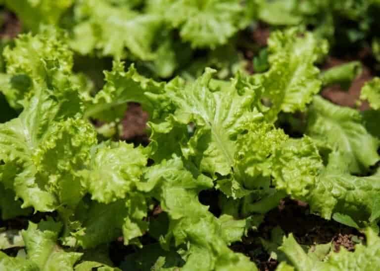 7 early spring vegetables ???? ️ Plant as soon as the ground thaws