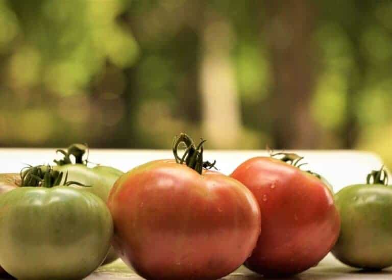Better Boy tomato 🍅🌟 Consistent yields and great flavor