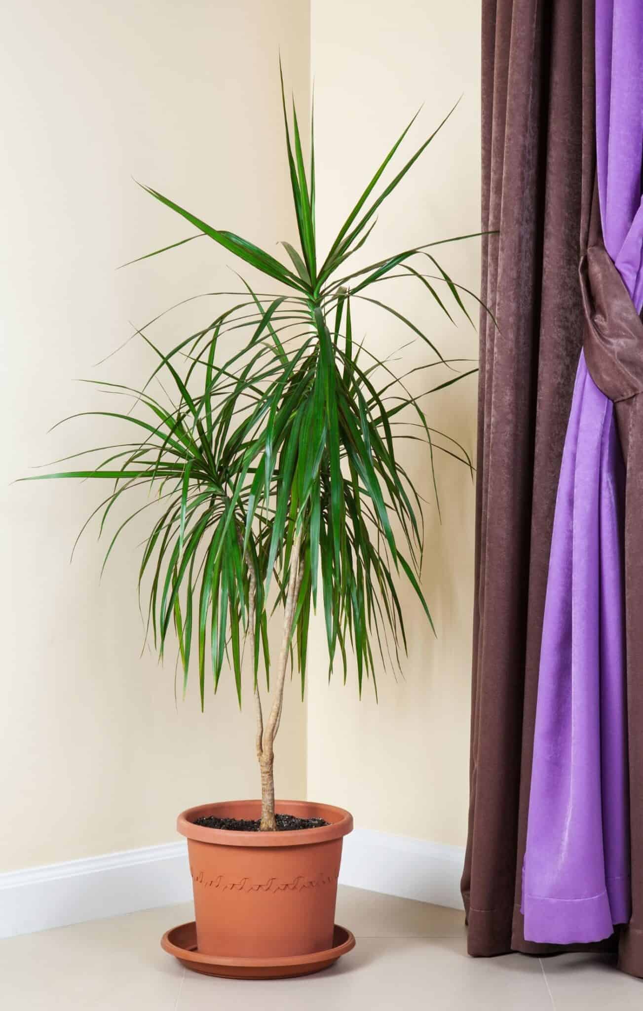 Dracaena marginata 🌱 A versatile and elegant houseplant