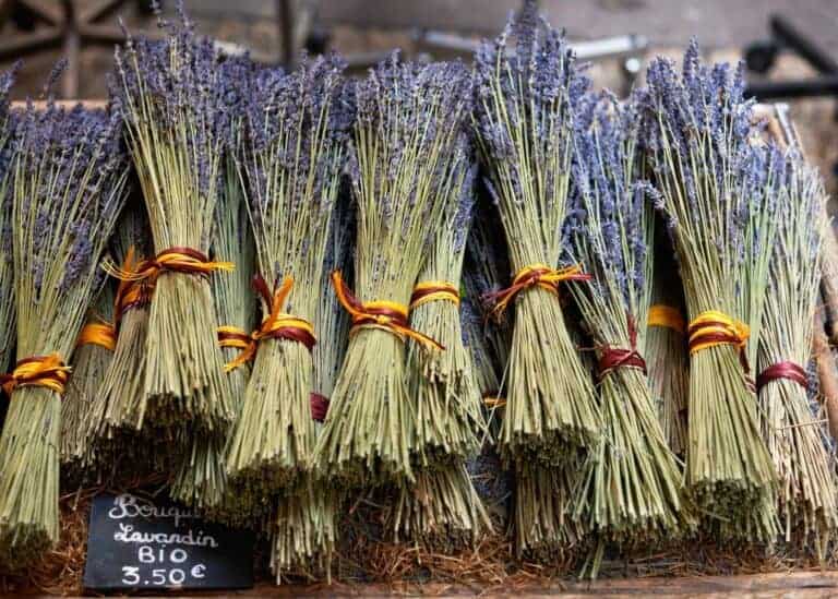 Lavandin 🌿 💜 Understanding hybrid lavender