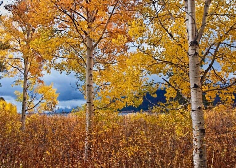 10 best trees to line driveway 🌳 🚗 Selecting species for entrance borders