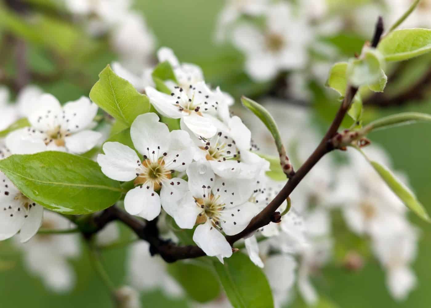 5 fast-growing driveway trees 🌳 🚗 Make an entrance with nature's best ...