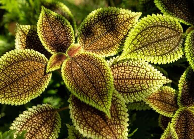 Friendship plant 🌱 💡 Nurturing the popular Pilea involucrata