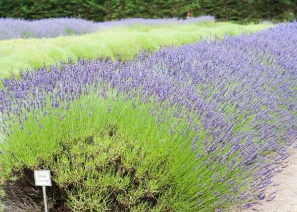 Grosso lavender 🌿 🌸 A popular hybrid known for size and fragrance