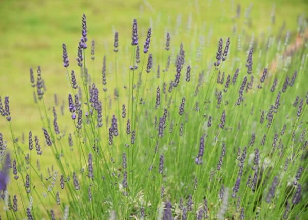 Grosso lavender 🌿 🌸 A popular hybrid known for size and fragrance