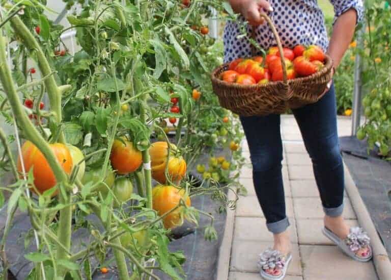 Big beef tomato 🍅 🥩 A heavyweight in flavor and size