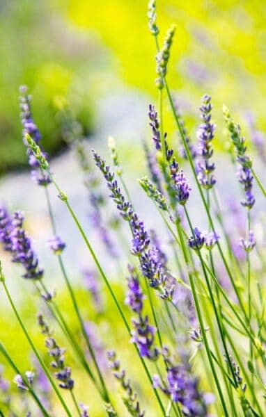 Lavandin 🌿 💜 Understanding hybrid lavender