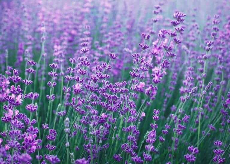 Lavandin 🌿 💜 Understanding hybrid lavender
