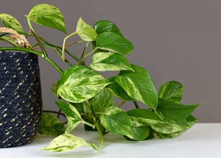 Pothos 🌱 💡 The ultimate guide to nurturing this popular houseplant