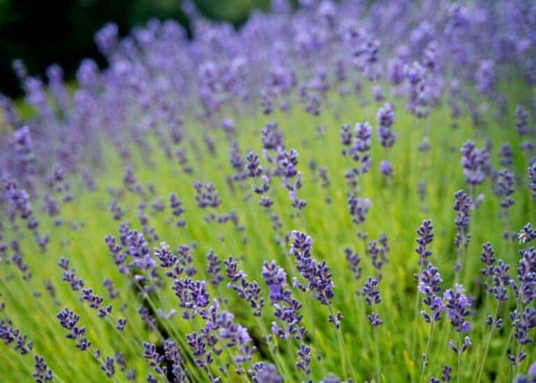 Munstead lavender 🌿 🌸 Embracing the charm of this classic English variety