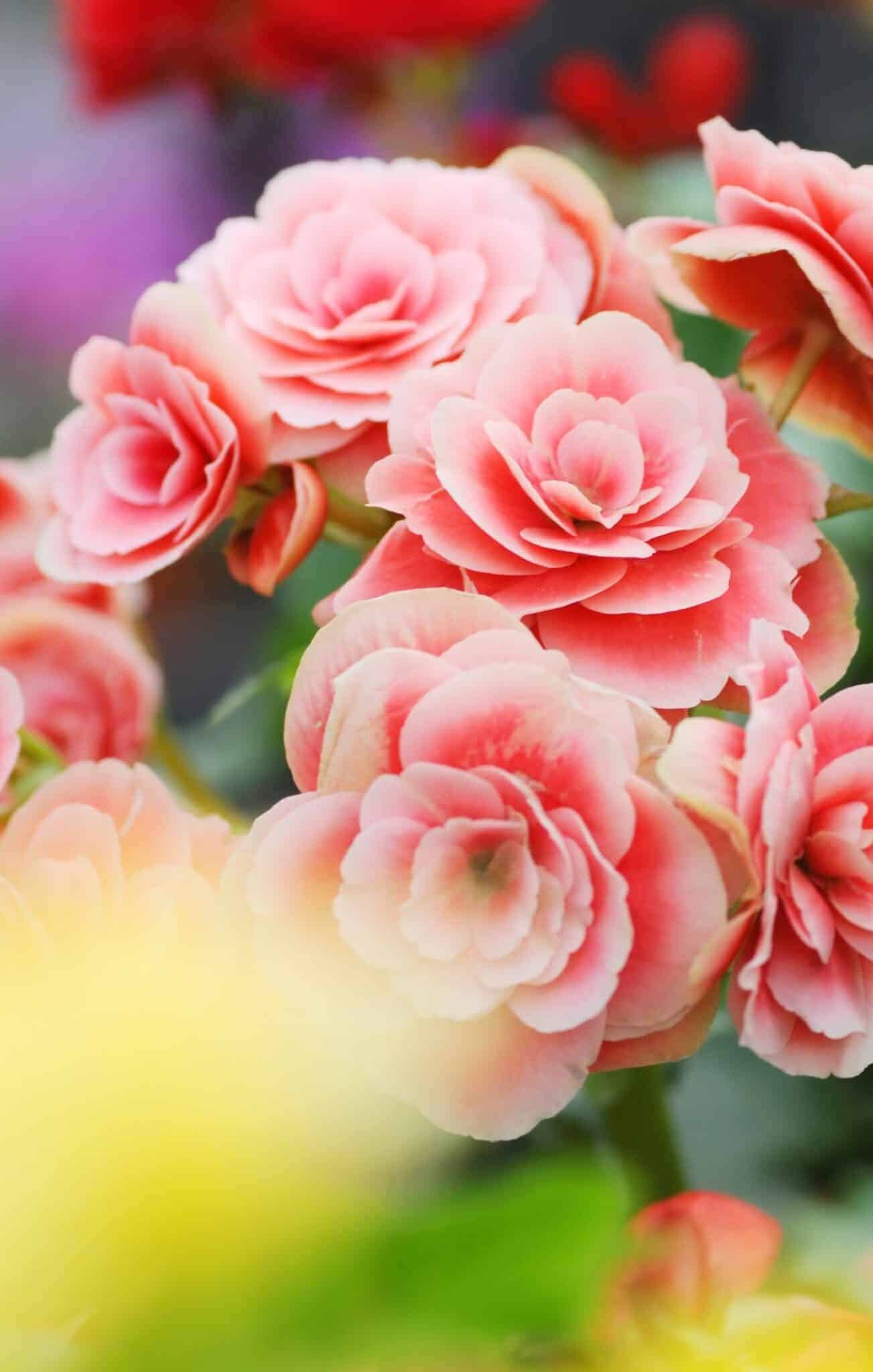 Rieger begonia 🌸 🌿 A blooming delight for indoor gardens