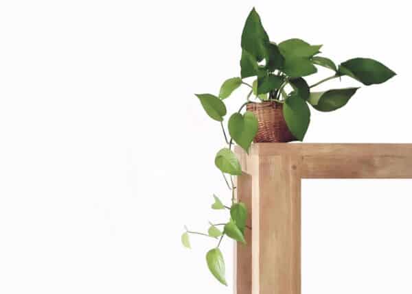 Pothos 🌱 💡 The ultimate guide to nurturing this popular houseplant
