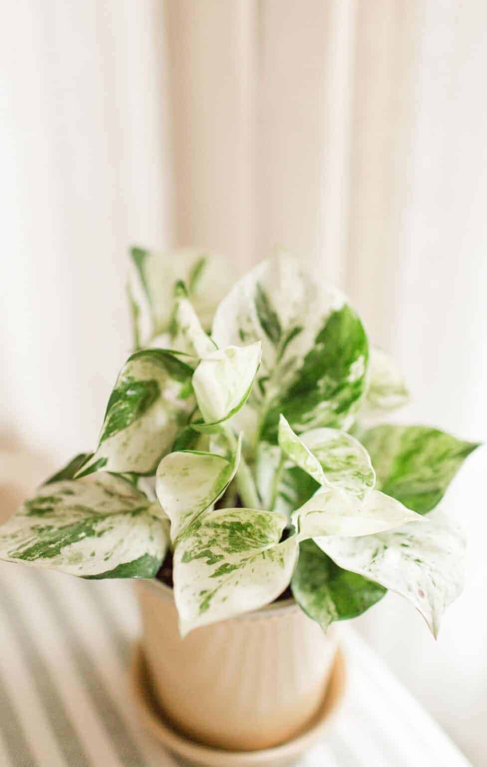Pothos 🌱 💡 The ultimate guide to nurturing this popular houseplant