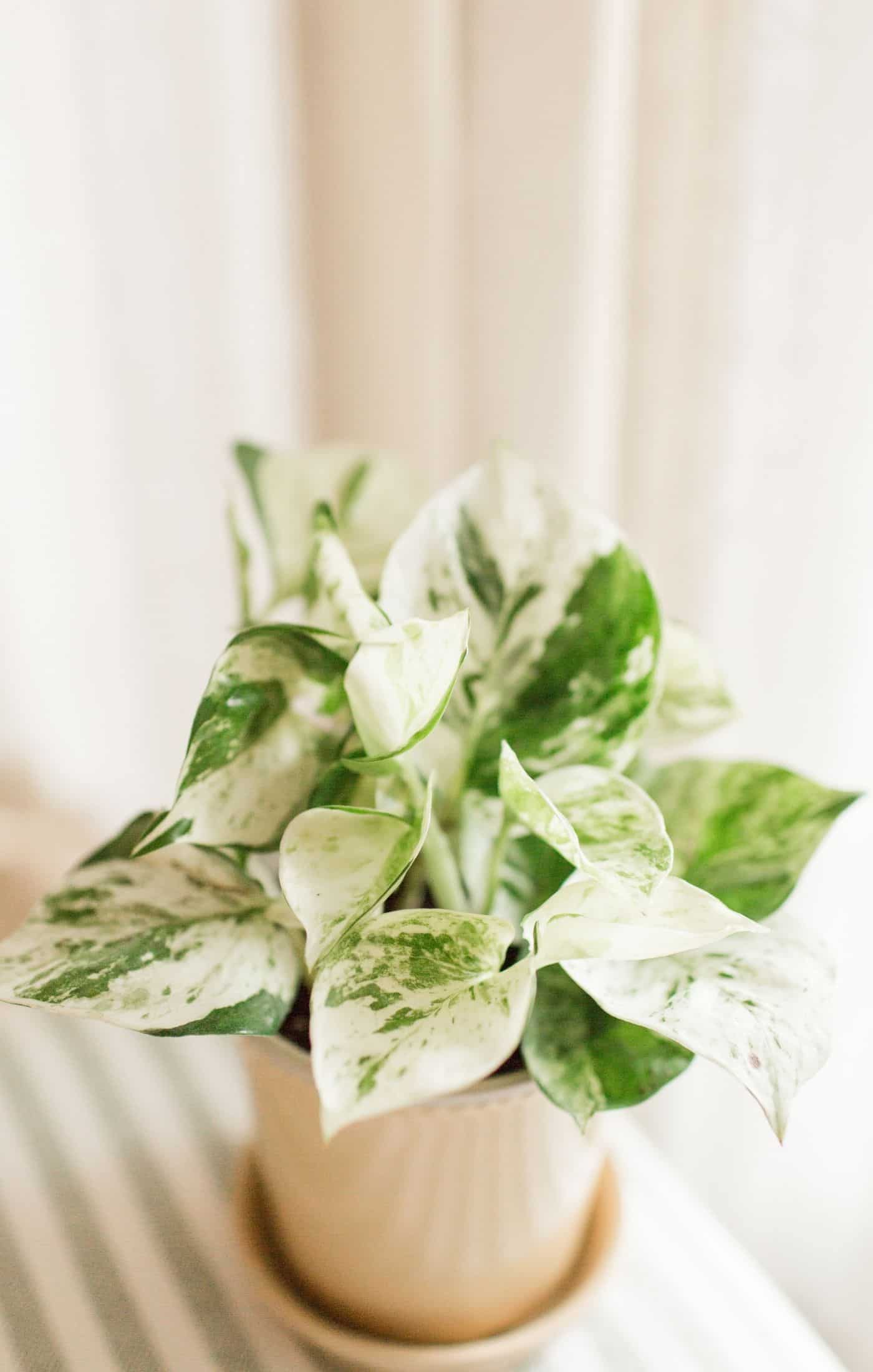 Pothos 🌱 💡 The ultimate guide to nurturing this popular houseplant