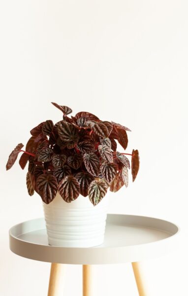 Radiator plant 🌿 💡 Tips for a thriving Peperomia