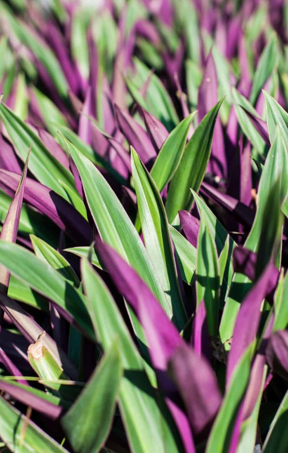 Tradescantia spathacea 🍃🌈 The colorful oyster plant