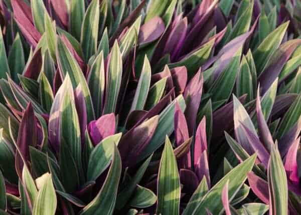 Tradescantia spathacea 🍃🌈 The colorful oyster plant