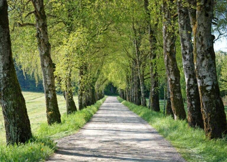 5 fast-growing driveway trees 🌳 🚗 Make an entrance with nature's best ...