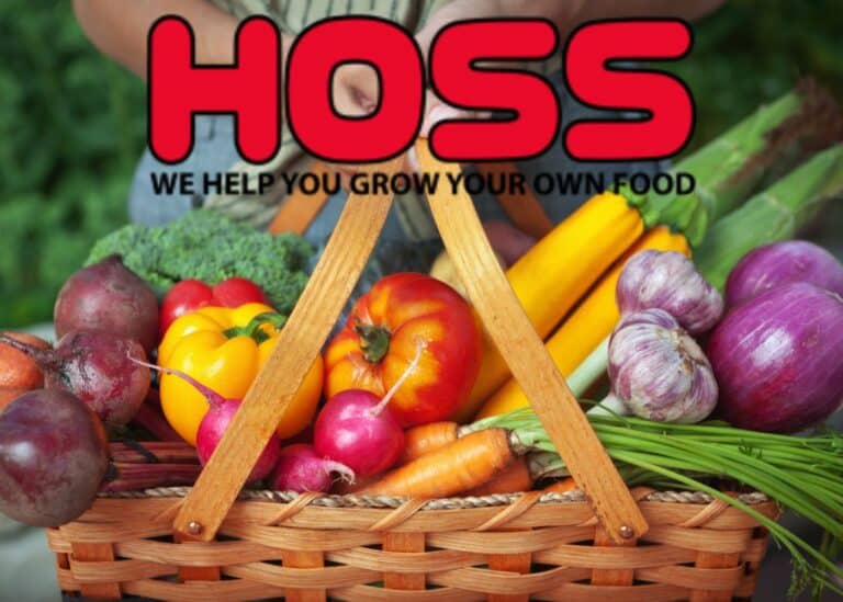 20+ best seed companies to order from | Home for the Harvest