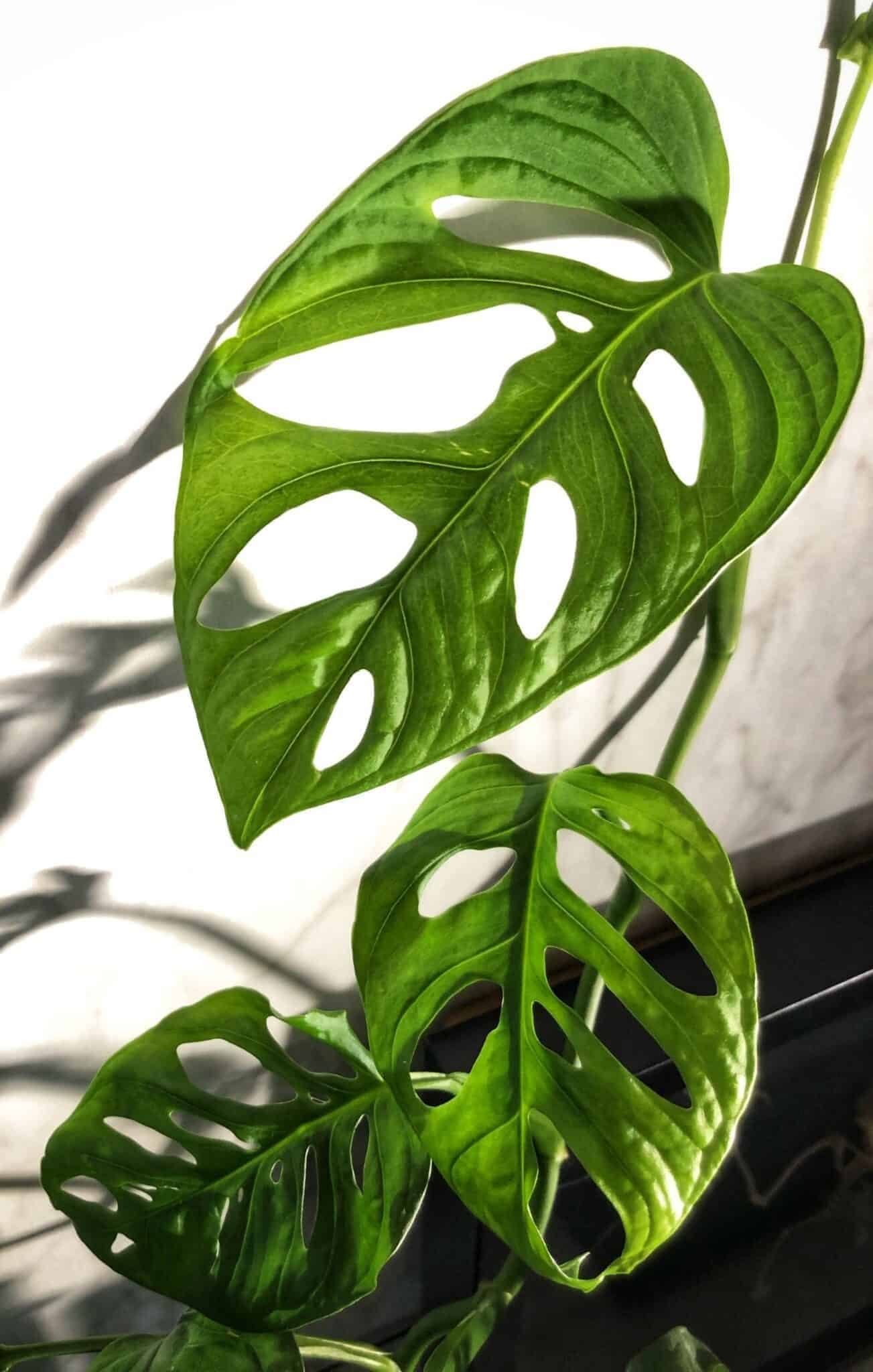 Monstera obliqua 🌿 The elusive and delicate beauty