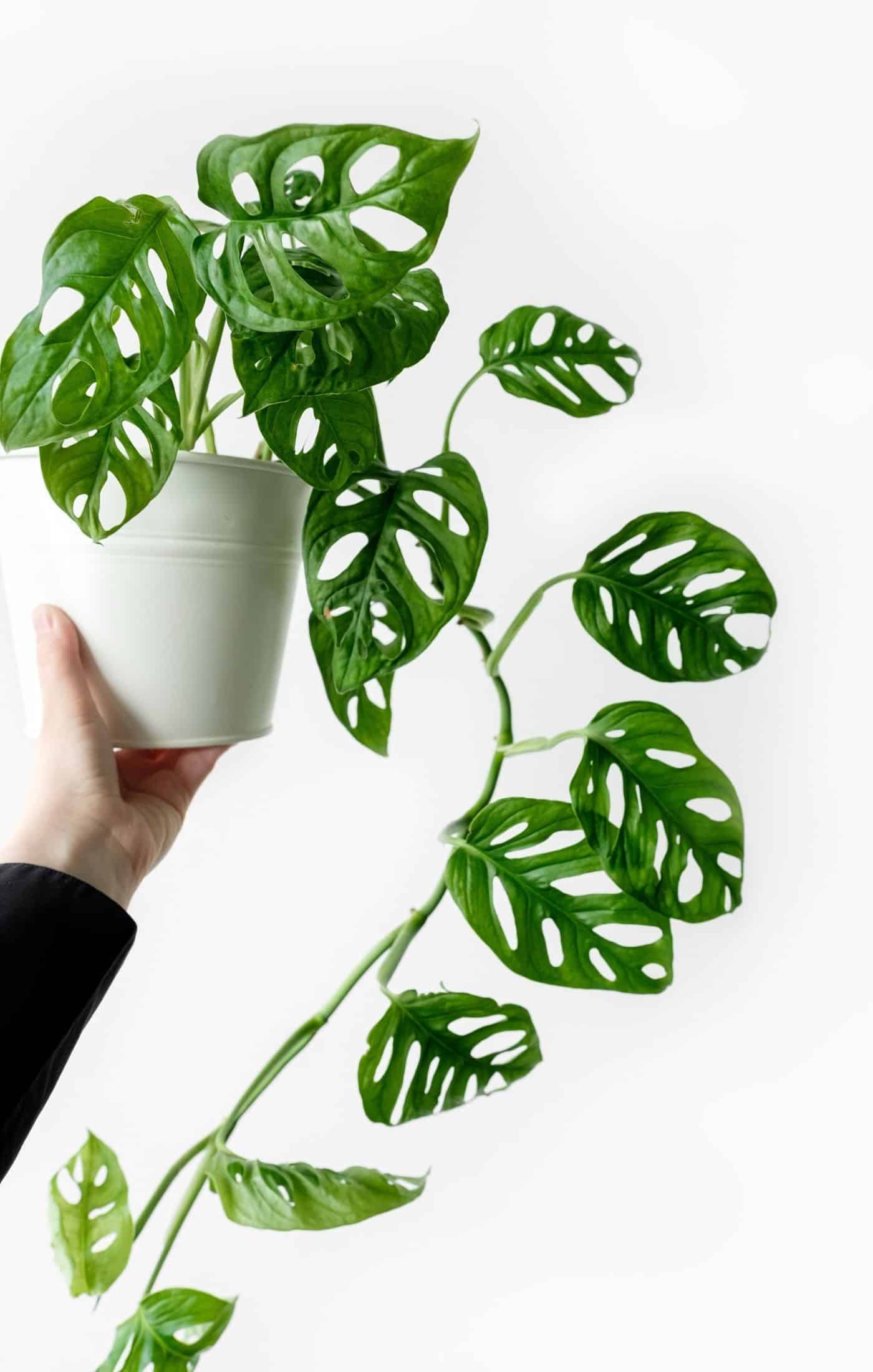 Monstera obliqua 🌿 The elusive and delicate beauty